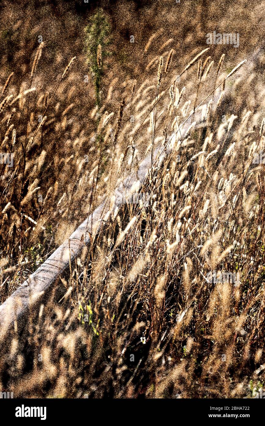 Rail, grass overgrown, digitally processed, backlight, RailArt Stock ...