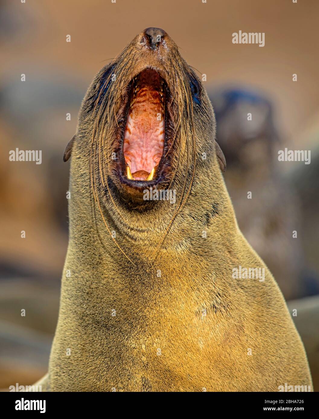 Seal open mouth' hi-res stock photography and images - Alamy