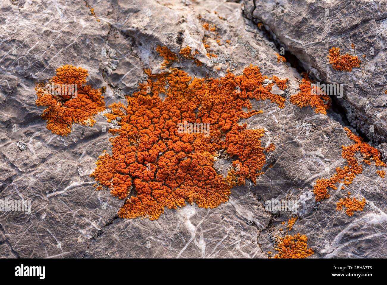 Lichens on a stone hi-res stock photography and images - Alamy