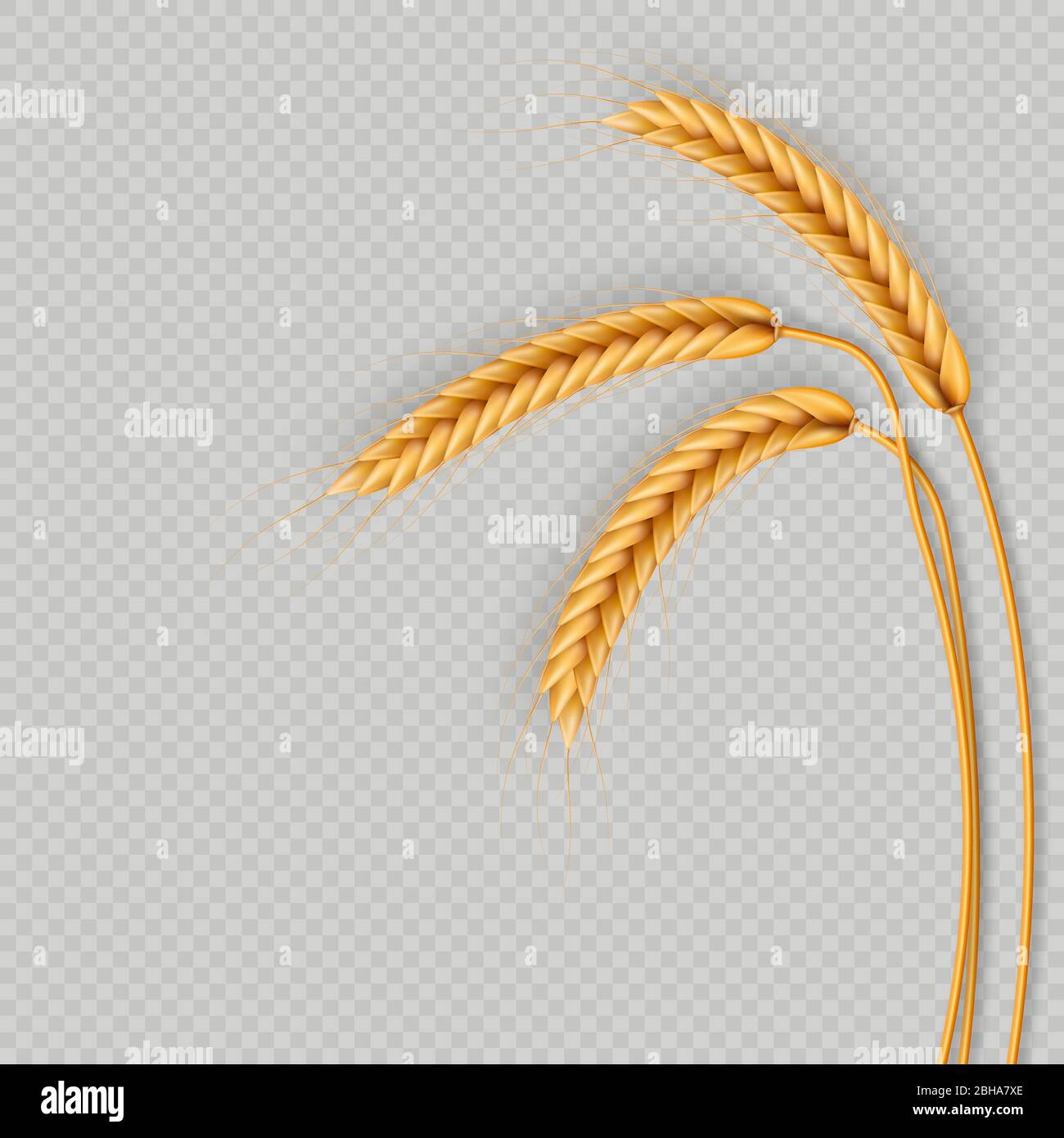 Bunch of wheat ears, dried whole grains realistic illustration frame ...