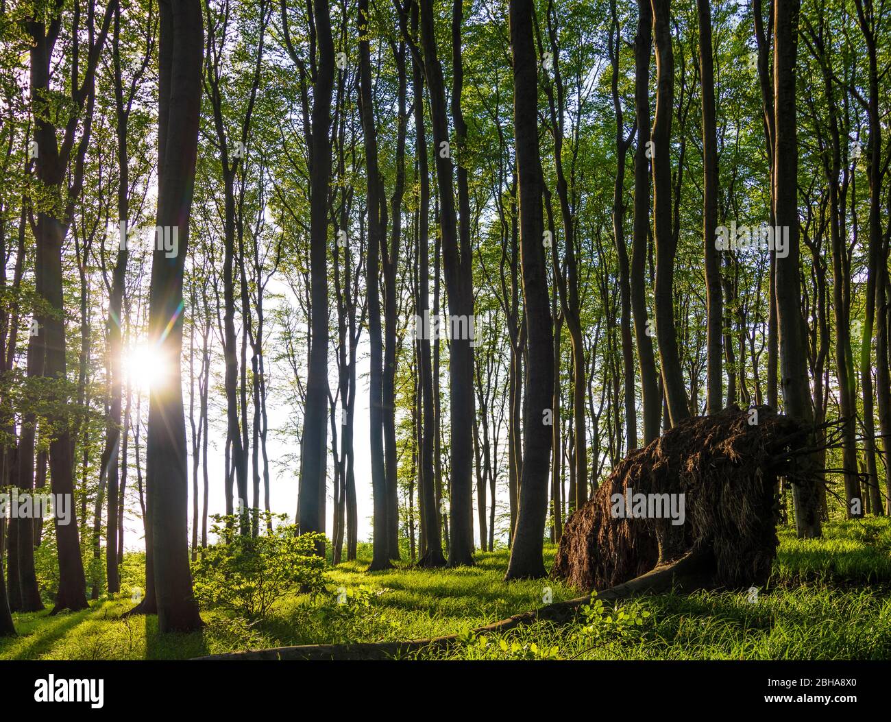 Overturned tree in wienerwald hi-res stock photography and images - Alamy