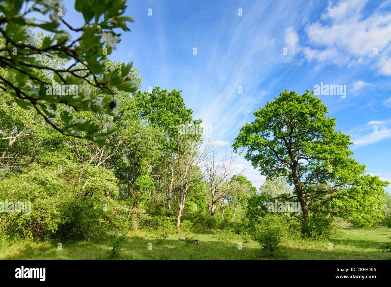 Lobau area in 22 donaustadt hi-res stock photography and images - Alamy