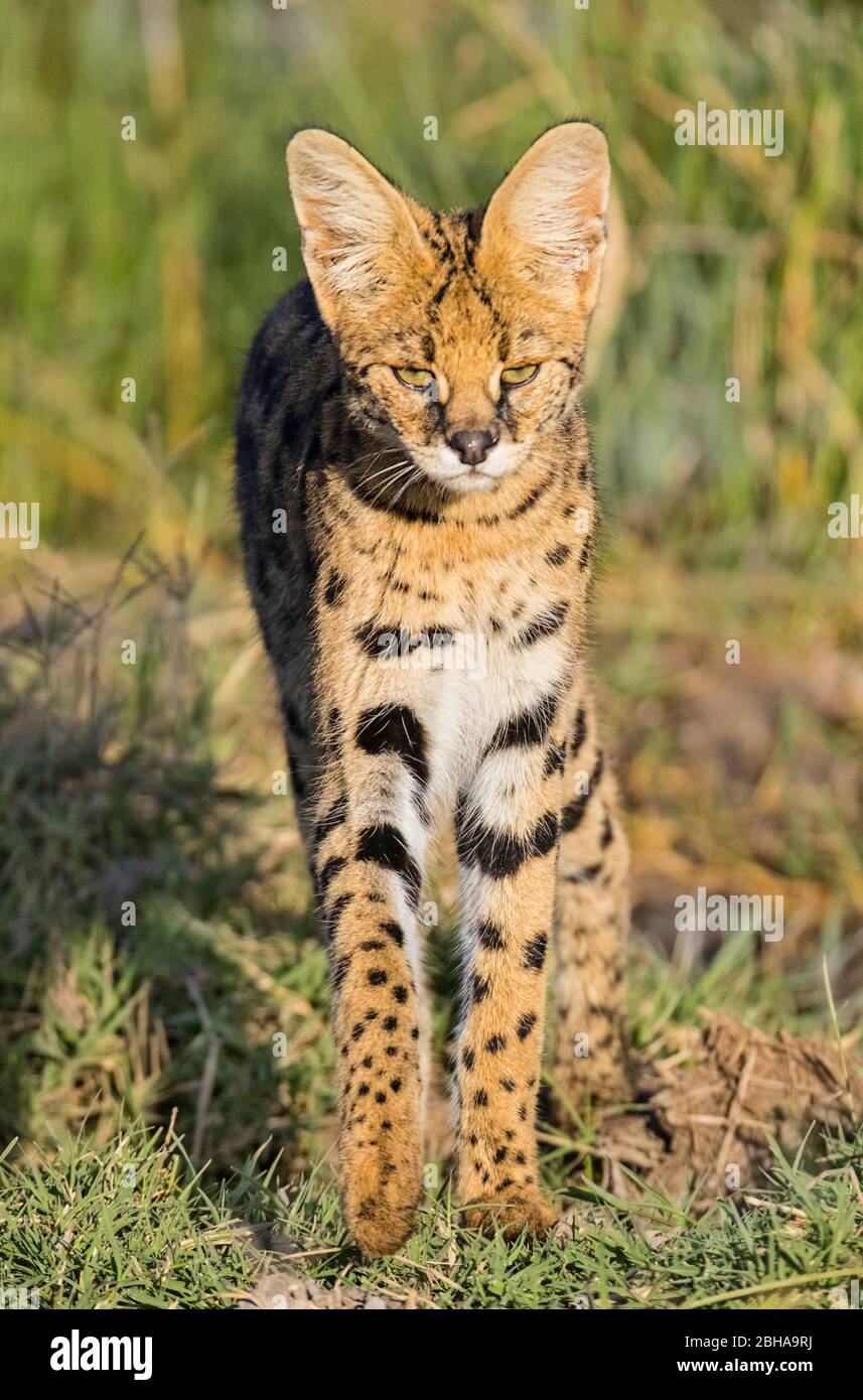 Walking with my camera hi-res stock photography and images - Alamy