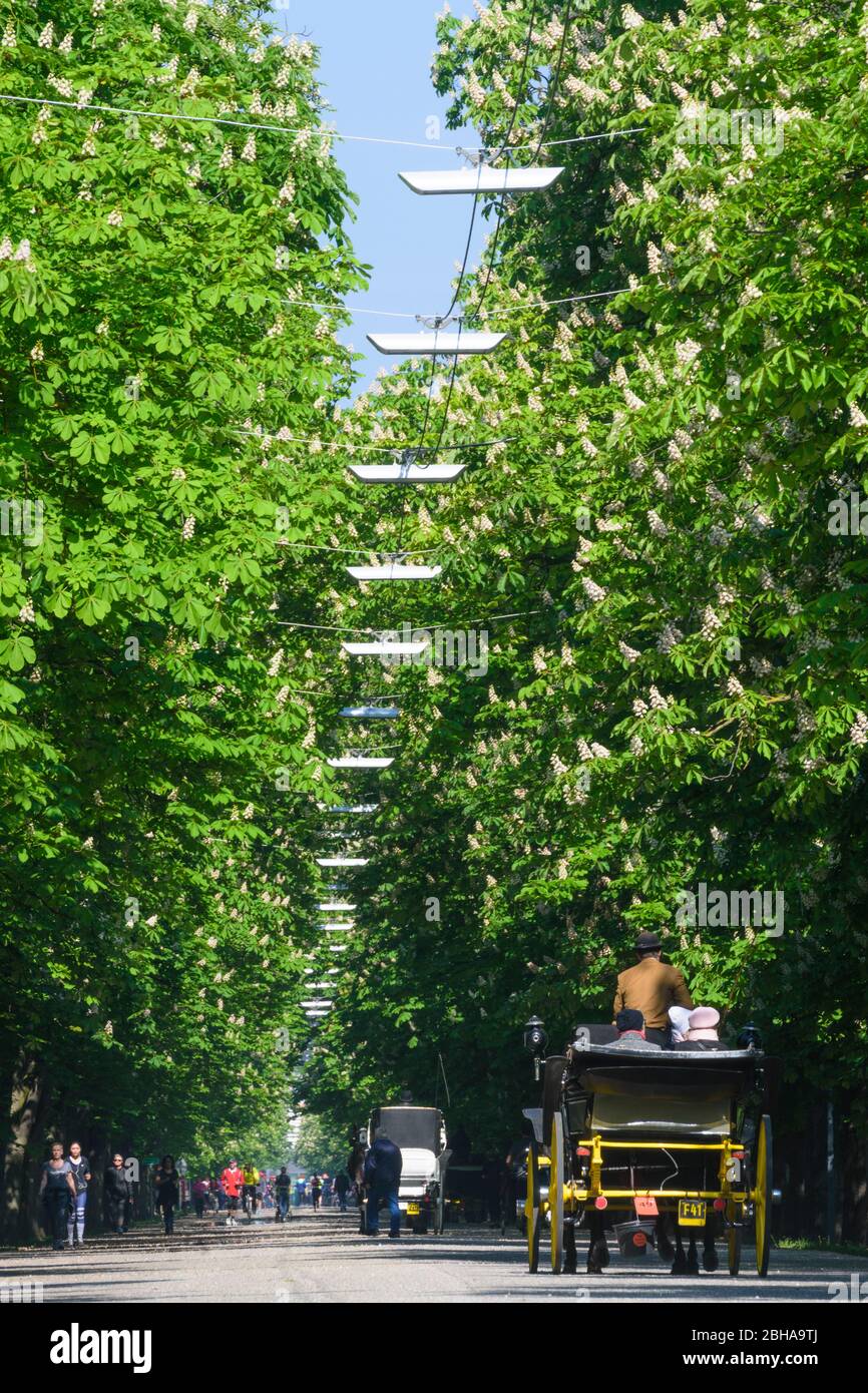 Avenue of horse chestnut trees hi-res stock photography and images - Alamy