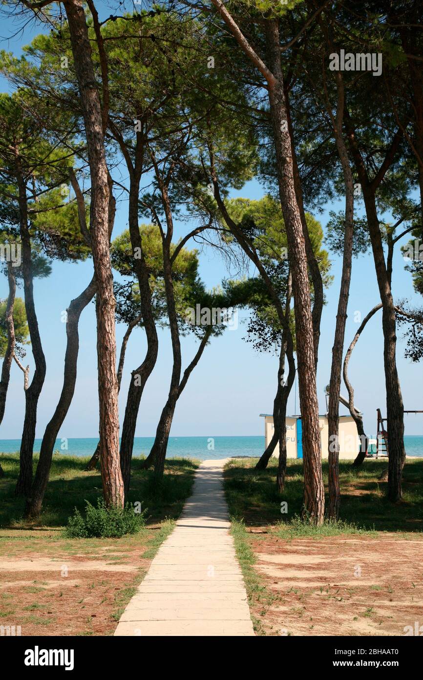 Beach path with pine trees at Pineto Stock Photo - Alamy