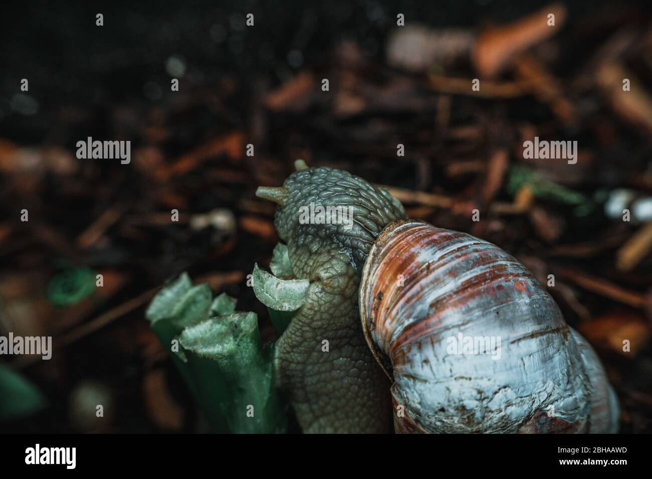 Eats mollusks hi-res stock photography and images - Alamy
