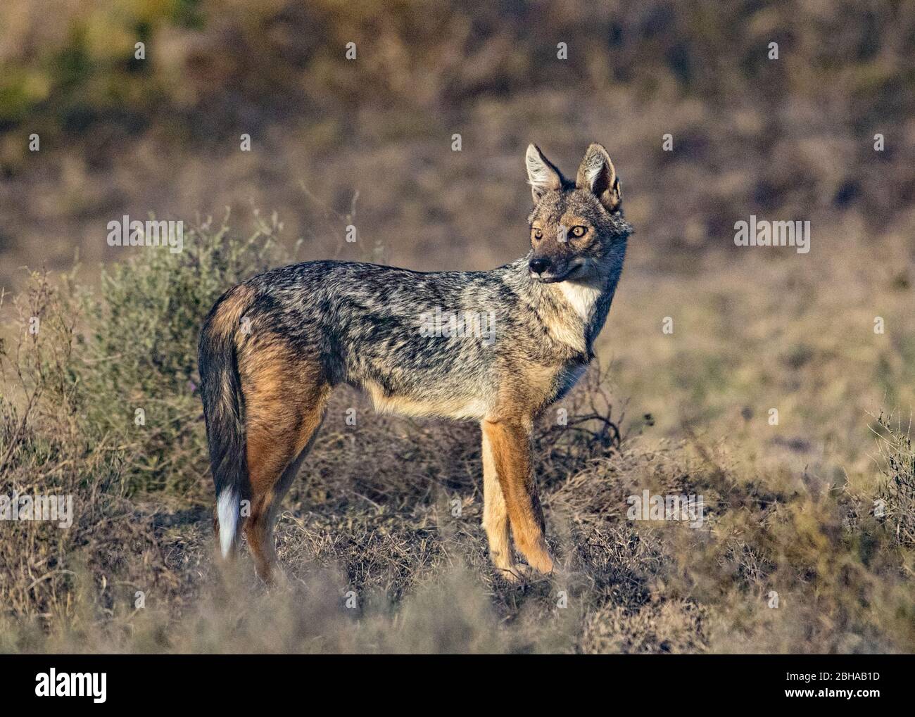 Side striped jackal hi-res stock photography and images - Alamy