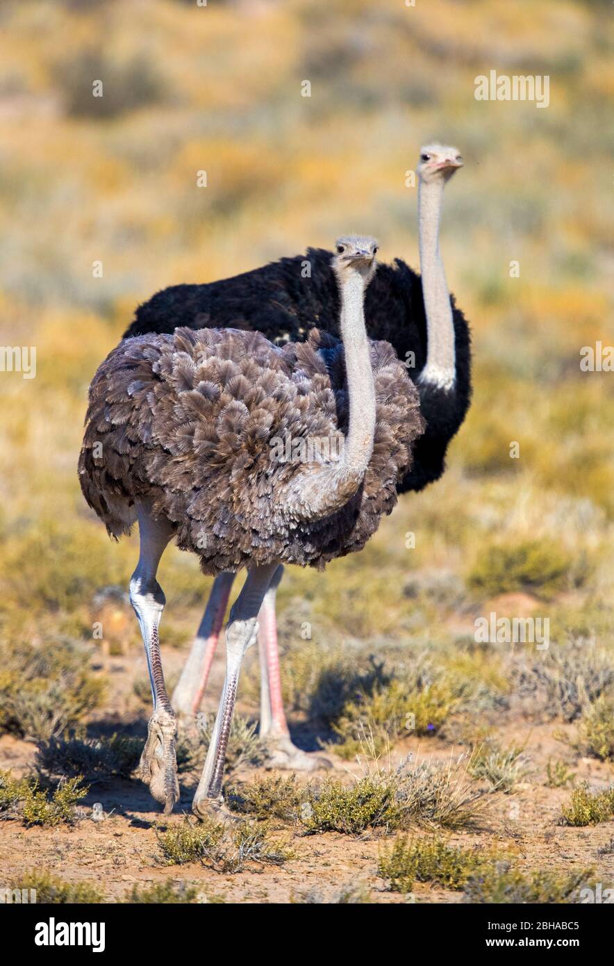 Close up of two Ostrich (Struthio camelus Stock Photo - Alamy