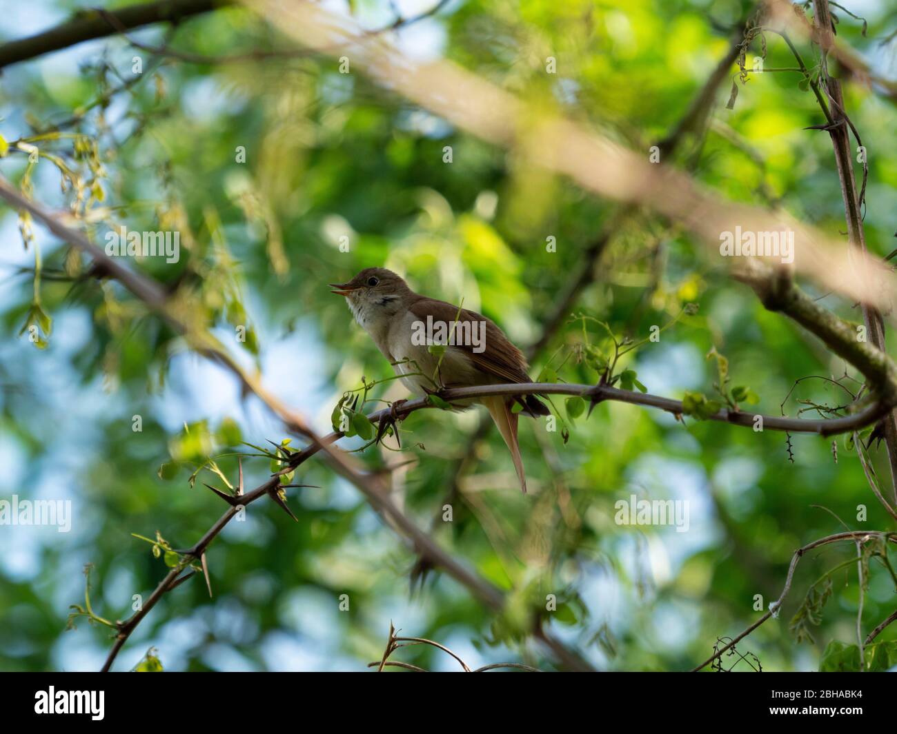 Nightingale singing tree hi-res stock photography and images - Alamy
