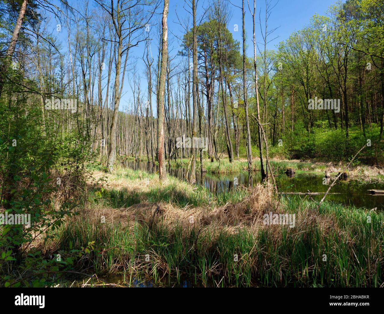 River briese in spring hi-res stock photography and images - Alamy