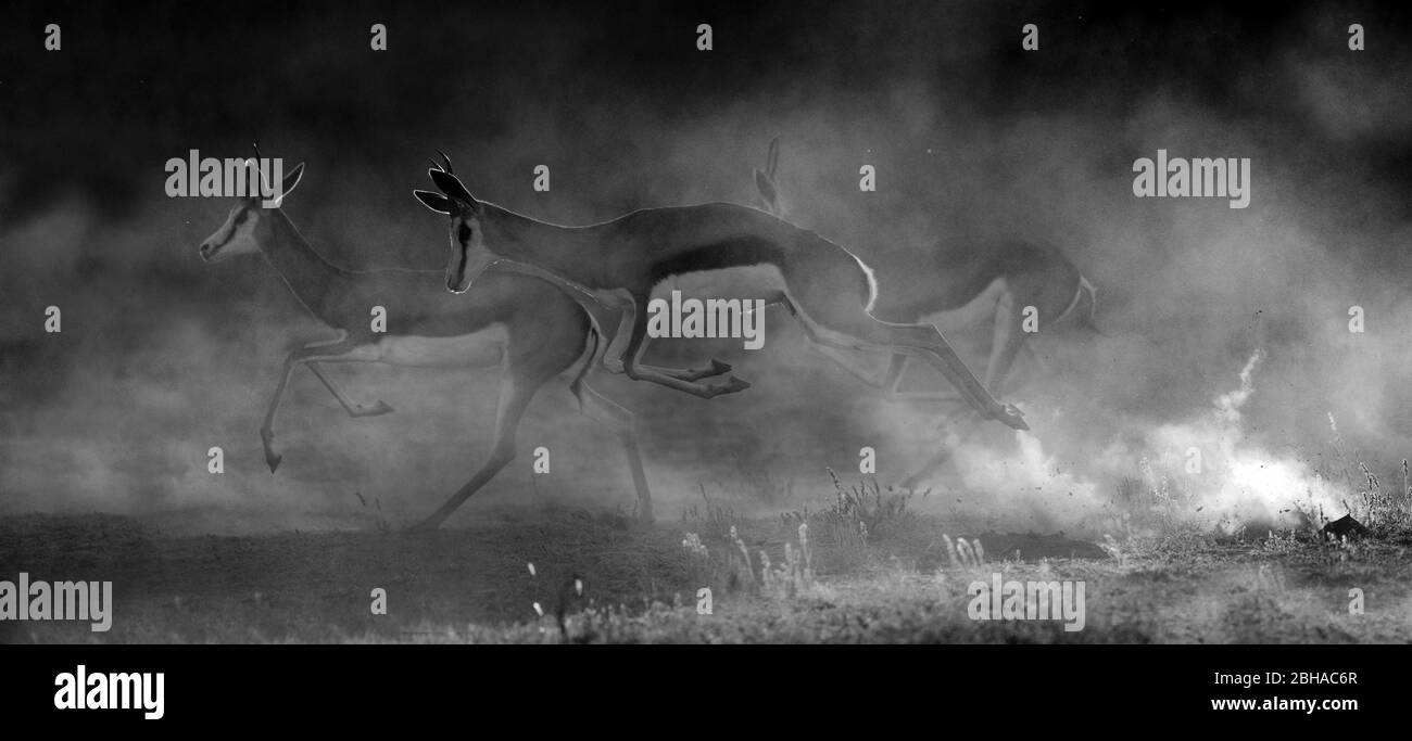 Springbok running Black and White Stock Photos & Images - Alamy