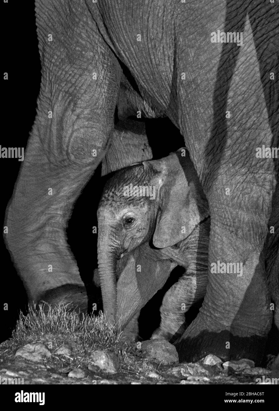 Elephant leg hi-res stock photography and images - Alamy