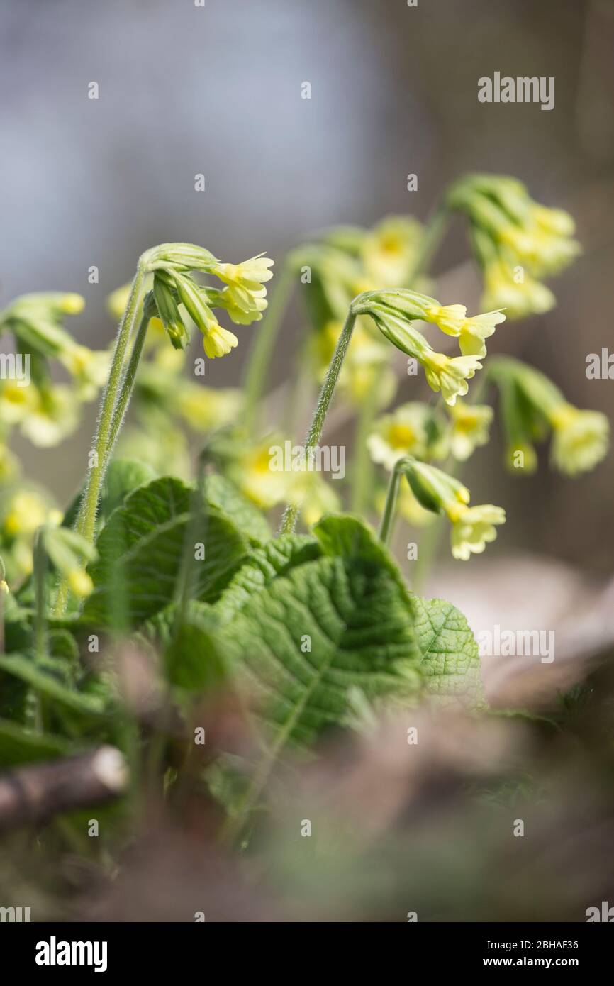Tall herbs hi-res stock photography and images - Alamy