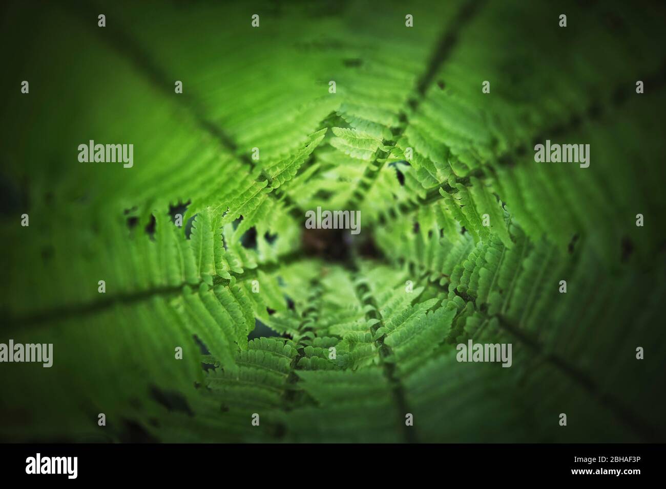 Fern photographed from above Stock Photo - Alamy