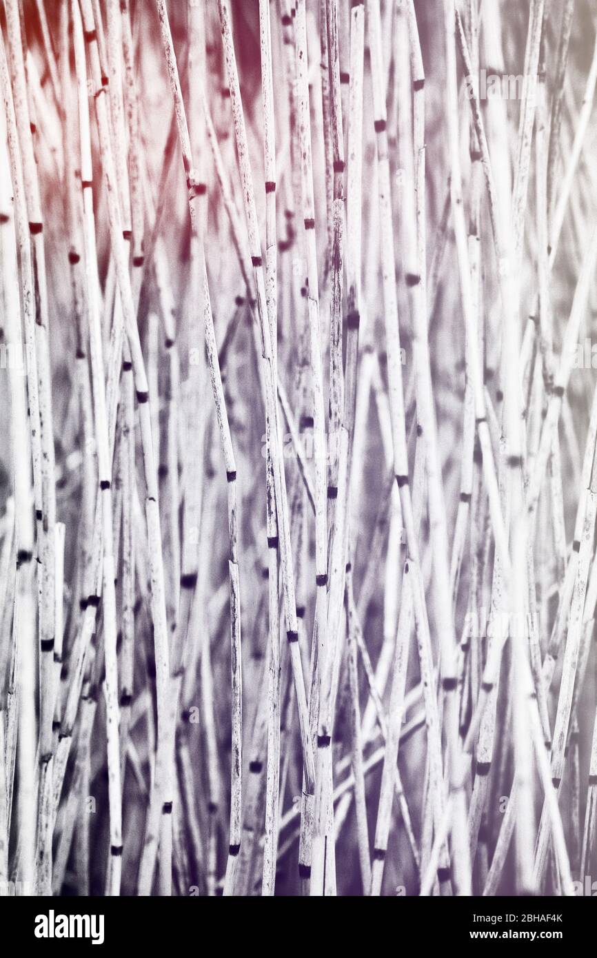 Dead reed stem hi-res stock photography and images - Alamy