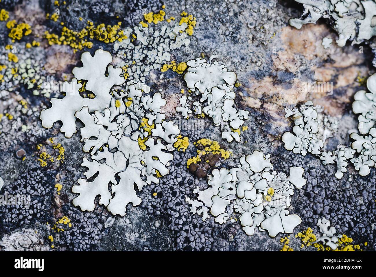 Moss and lichen grow on a stone. Macro. background of Lichen Moss stone ...