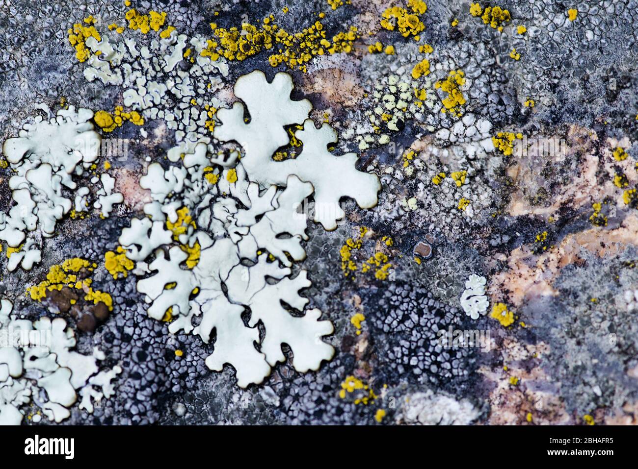 Moss and lichen grow on a stone. Macro. background of Lichen Moss stone ...