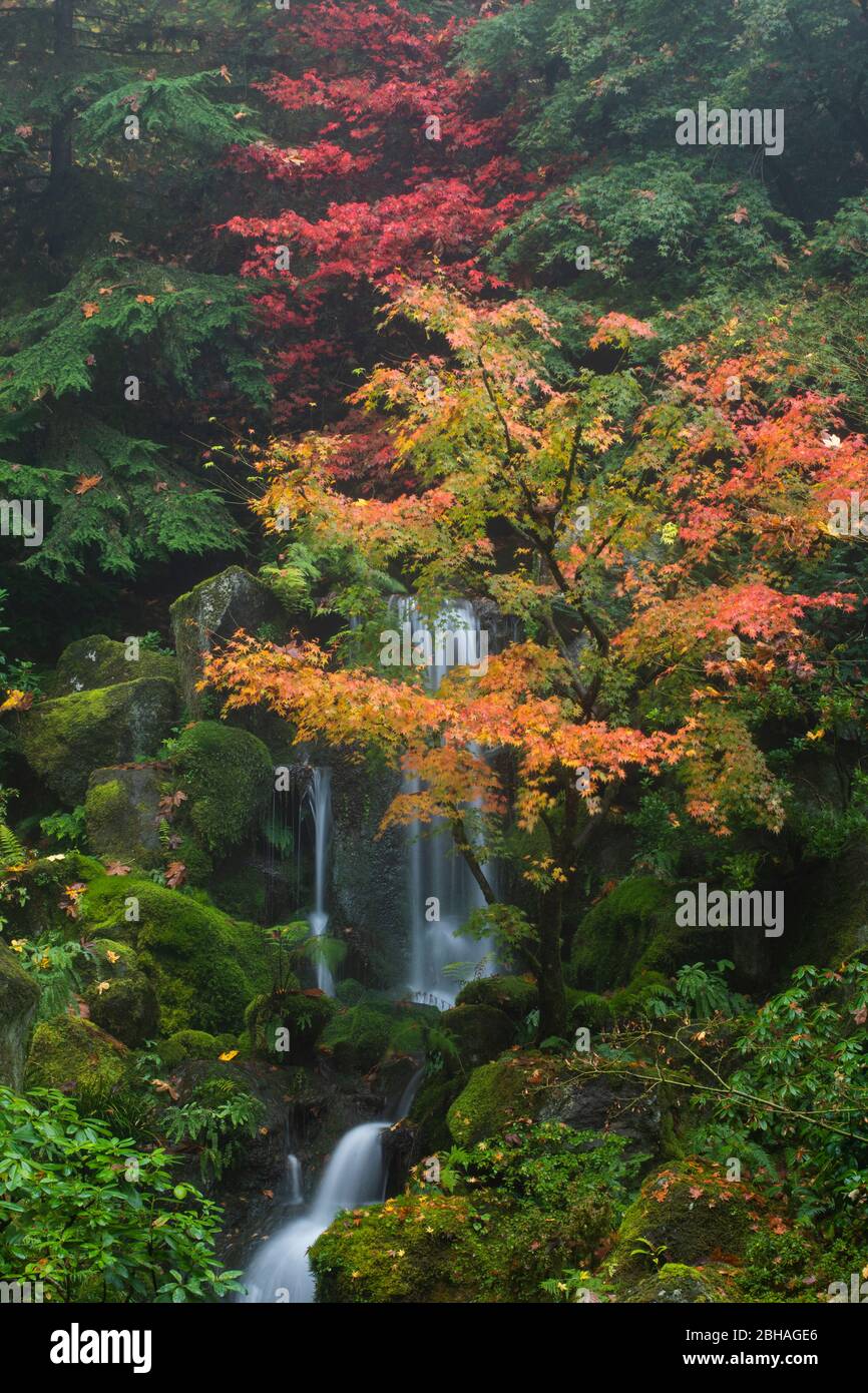 Waterfall, Japanese garden, Portland, Oregon, USA Stock Photo - Alamy
