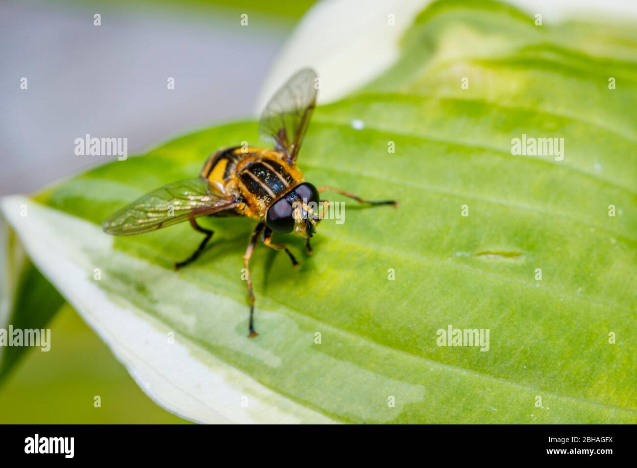 Species of stinging insects hi-res stock photography and images - Alamy