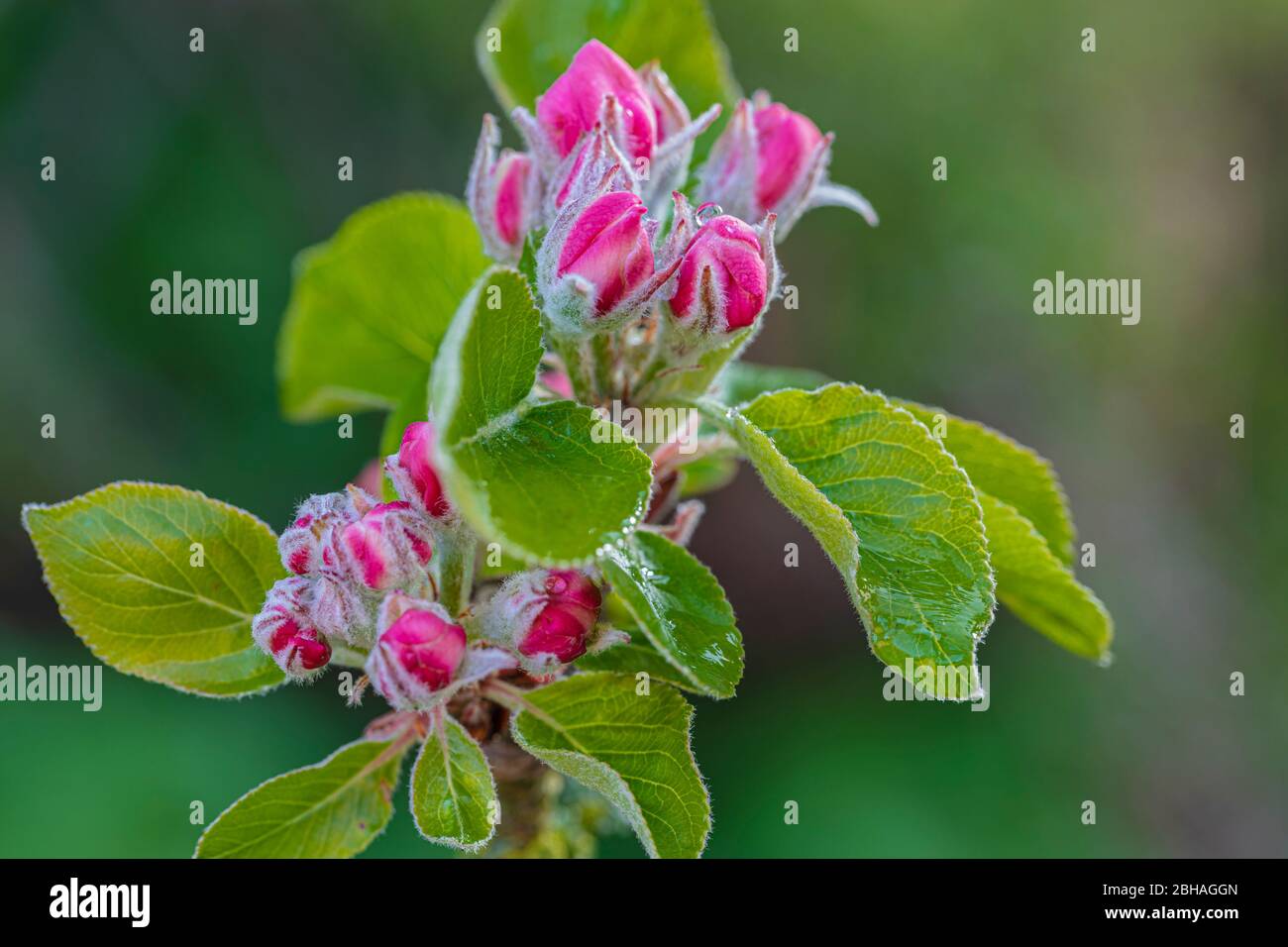 Apple blossom, buds, malus dornesticus Stock Photo - Alamy