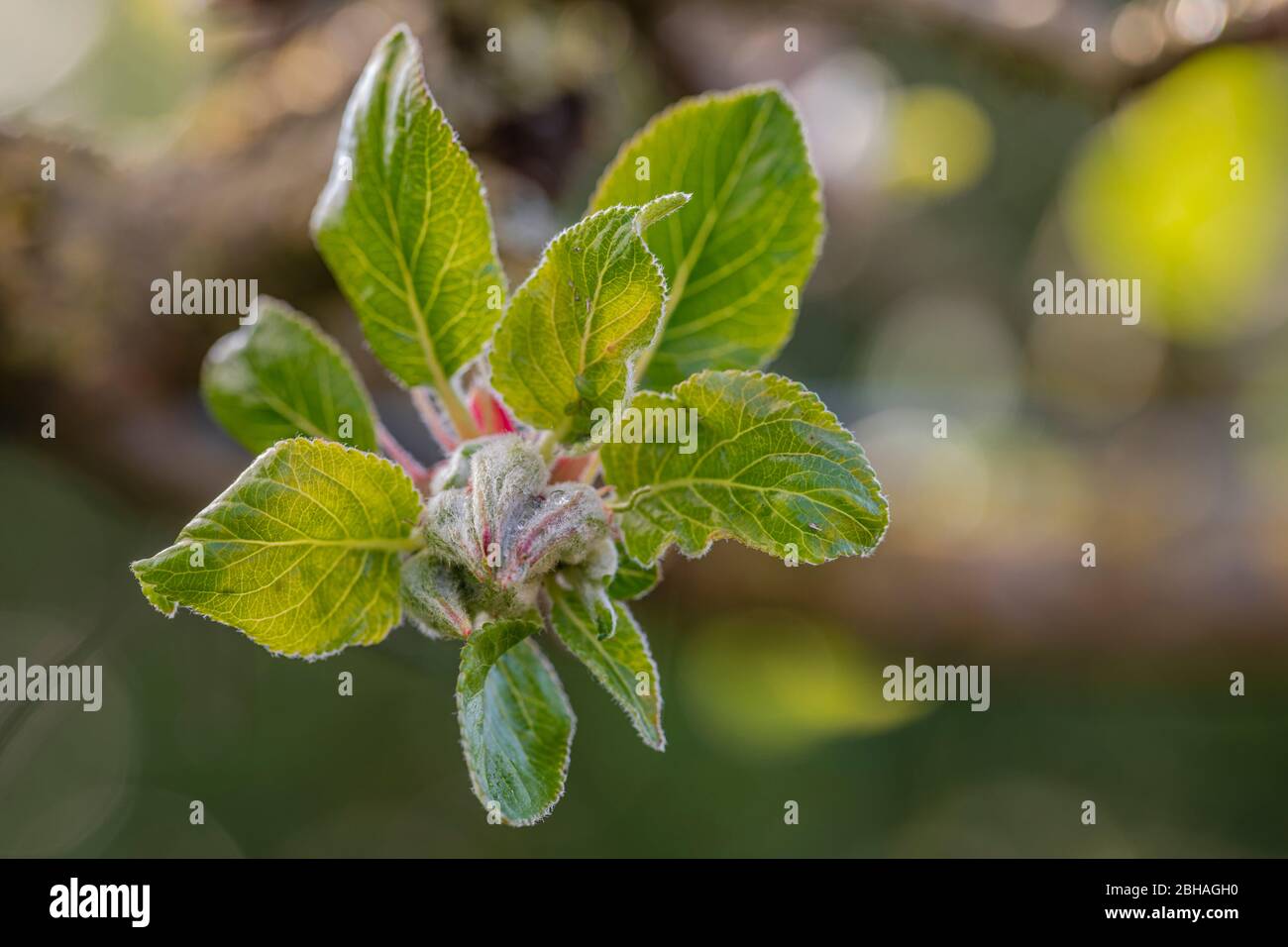 Apple blossom, buds, malus dornesticus Stock Photo - Alamy