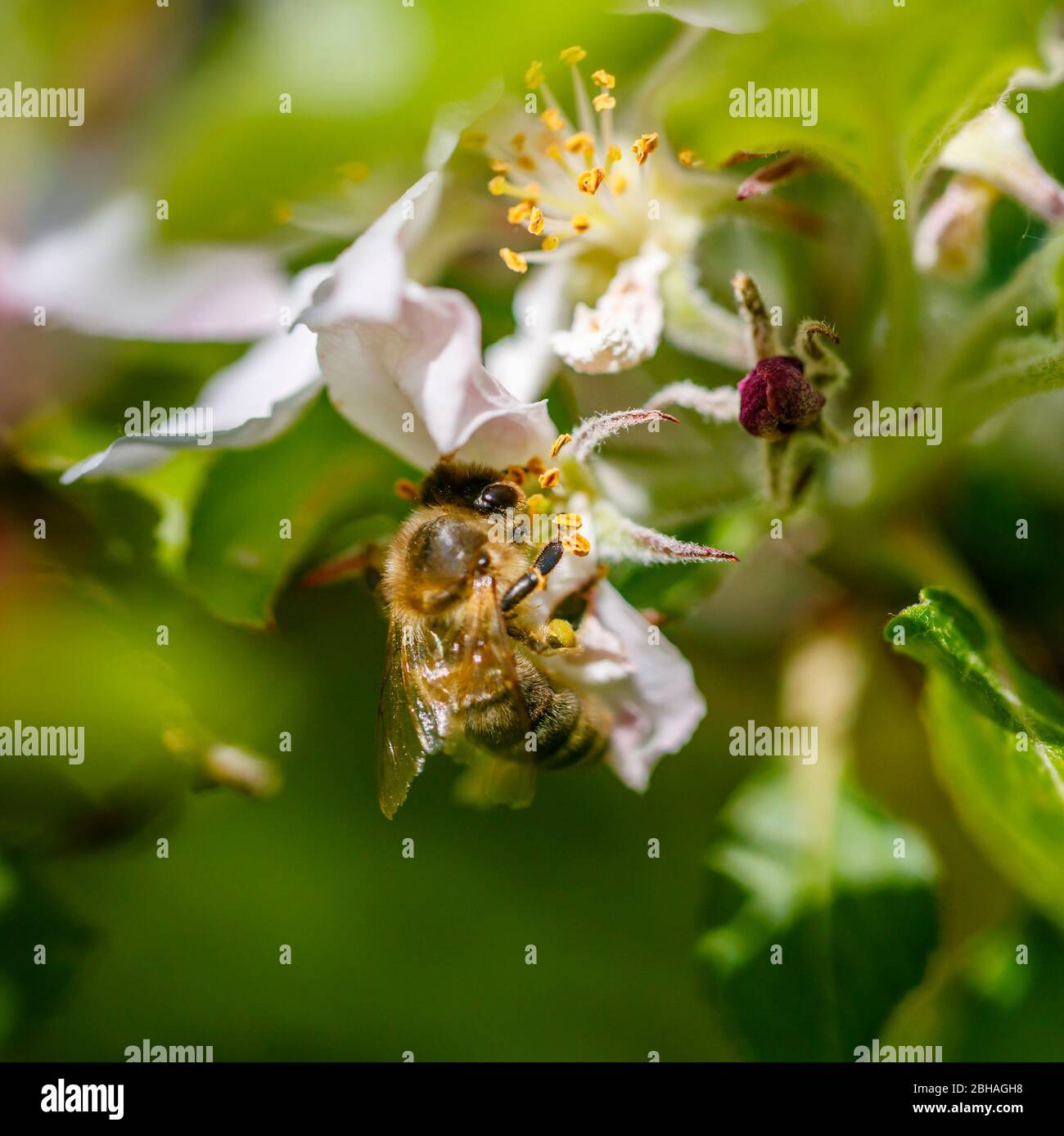 Good for bees and pollinating insects hi-res stock photography and ...