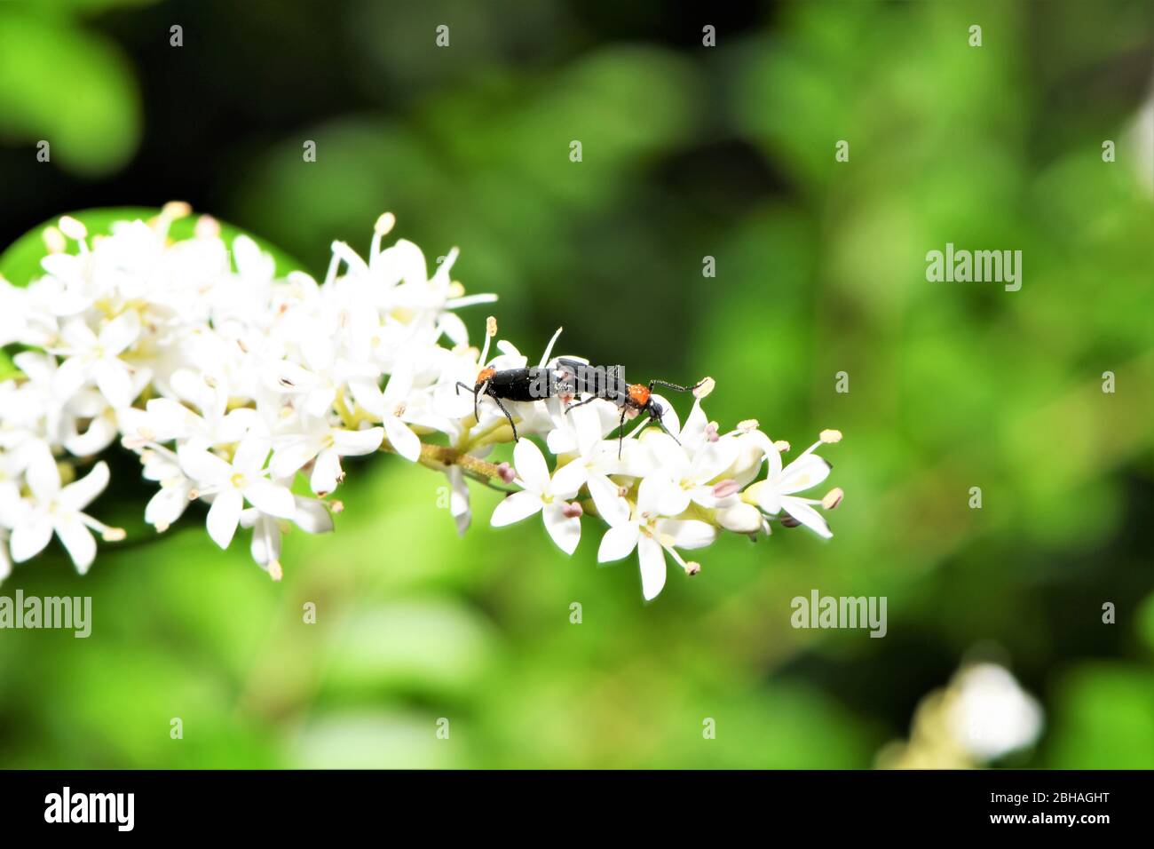 Lovebugs breeding on a flower Stock Photo - Alamy