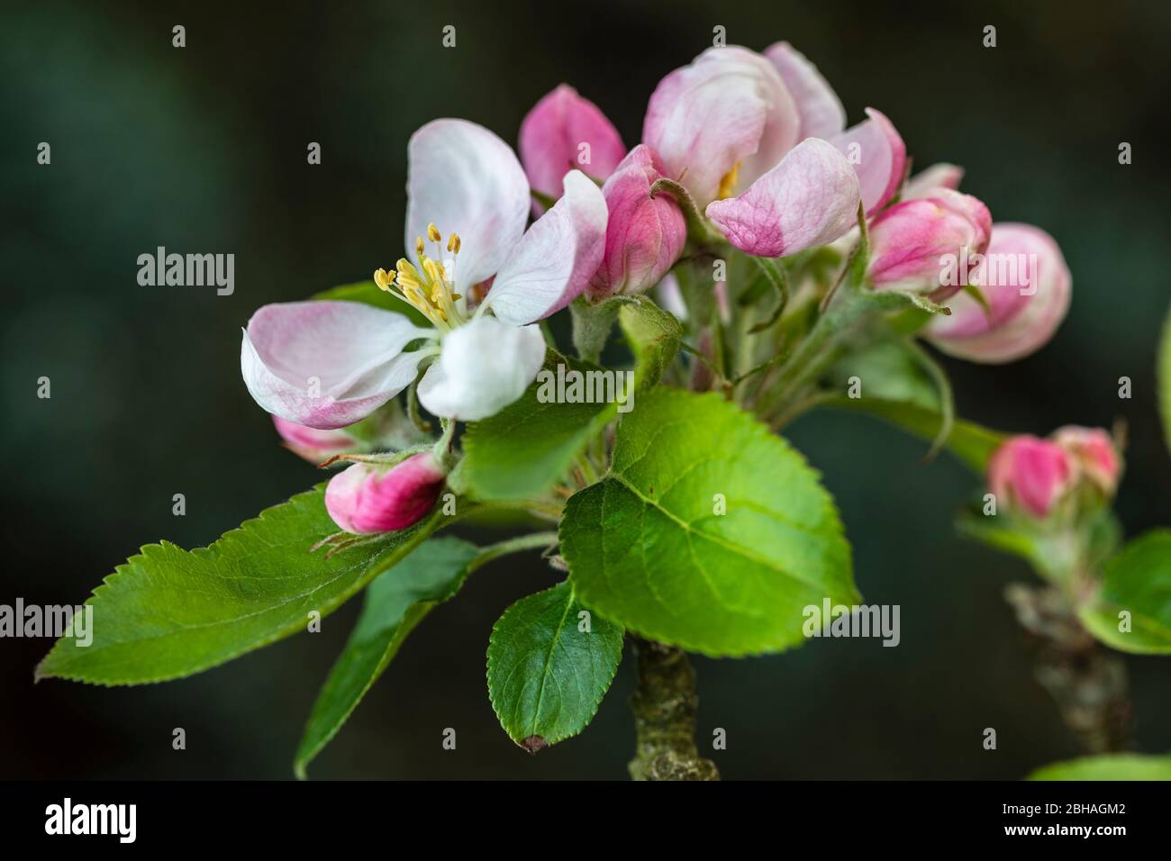 Apple blossom, buds, malus dornesticus Stock Photo - Alamy