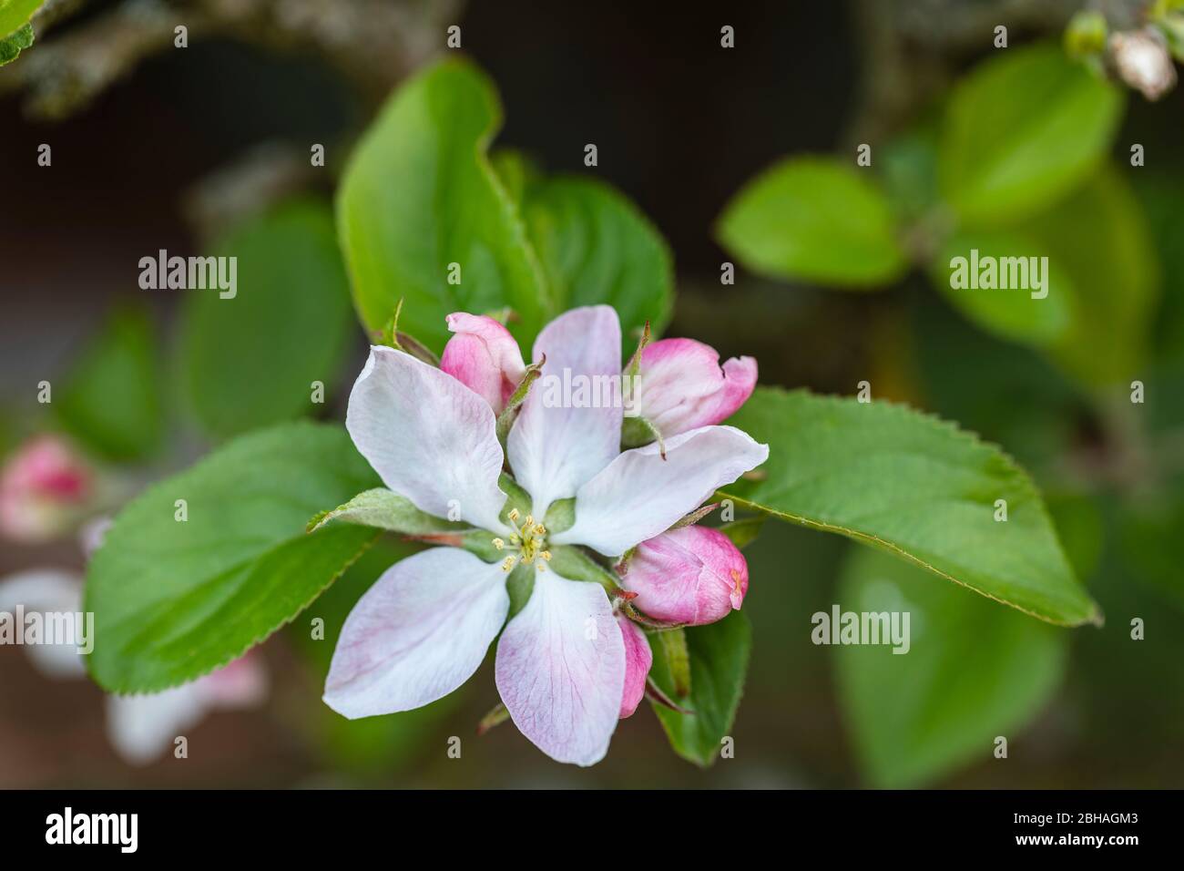 Apple blossom, buds, malus dornesticus Stock Photo - Alamy
