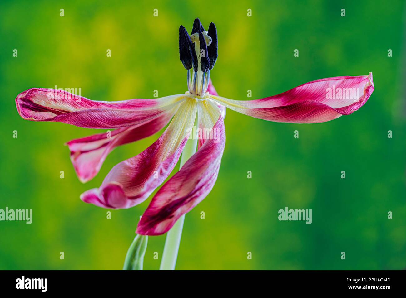 Faded tulip, petals Stock Photo - Alamy