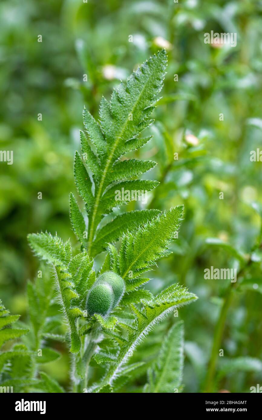 Deep green new shoots of a poppy hi-res stock photography and images ...