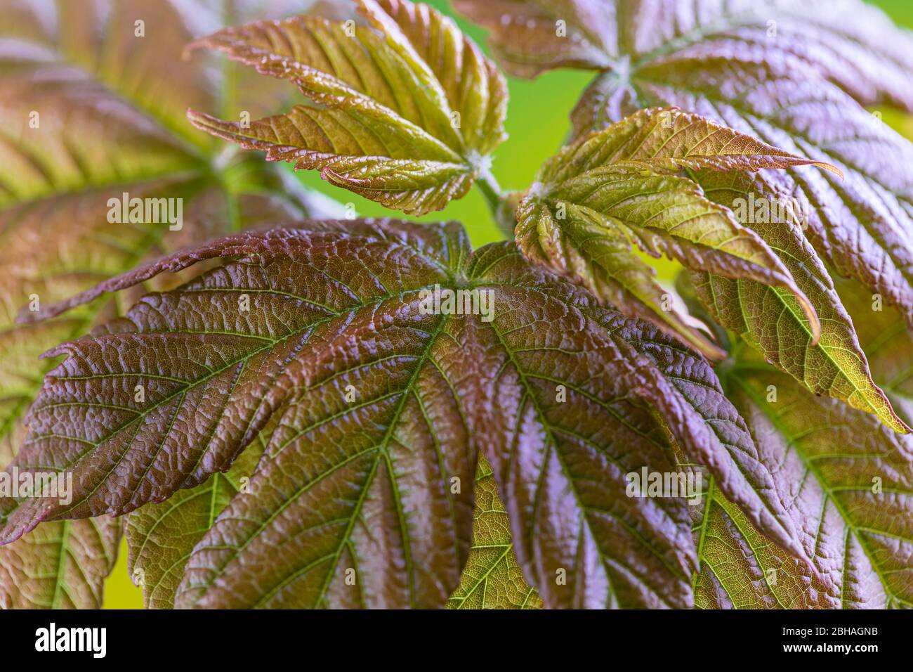Leaf shoot, young maple leaves Stock Photo - Alamy