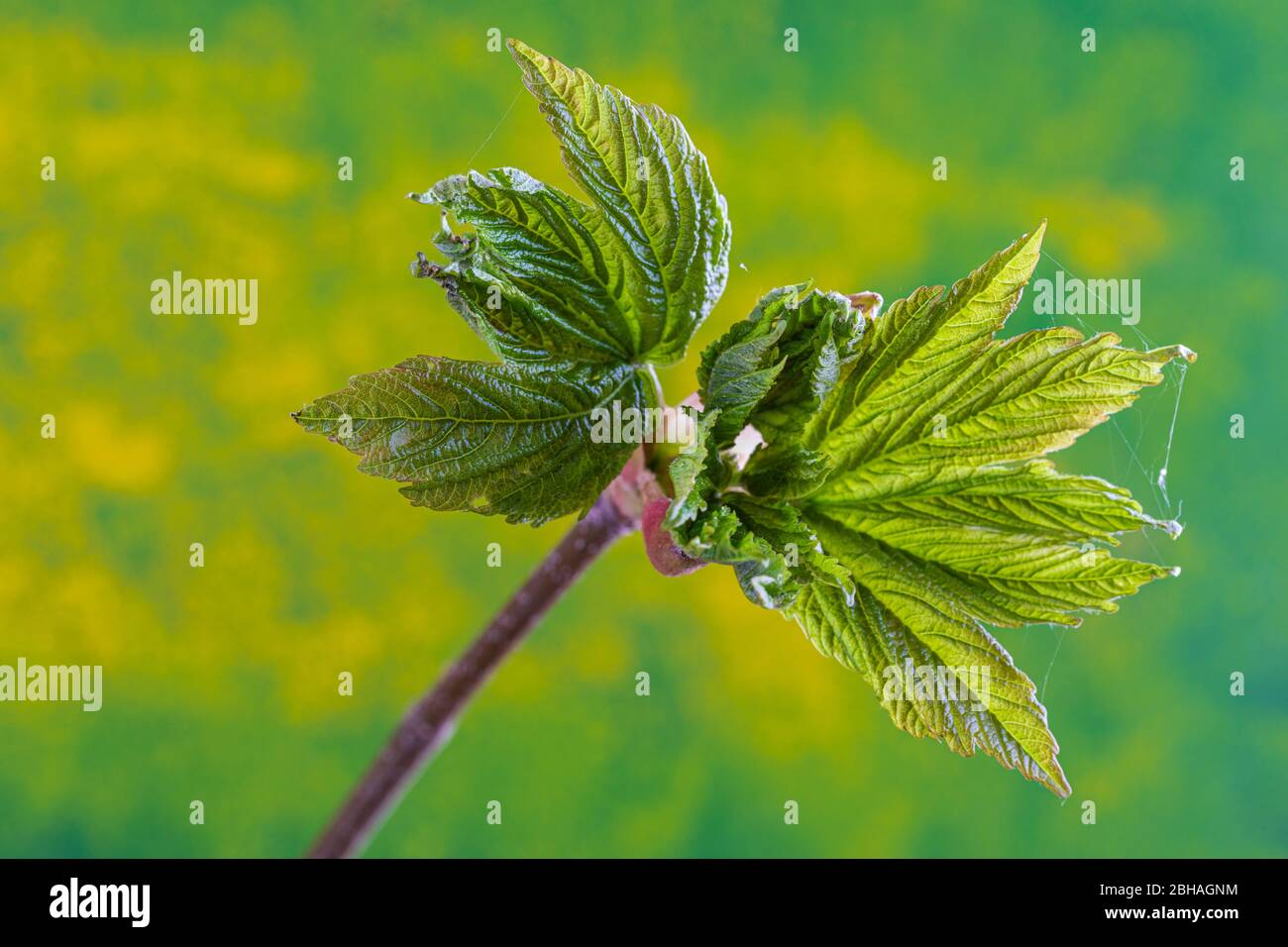 Leaf shoot, young maple leaves Stock Photo - Alamy