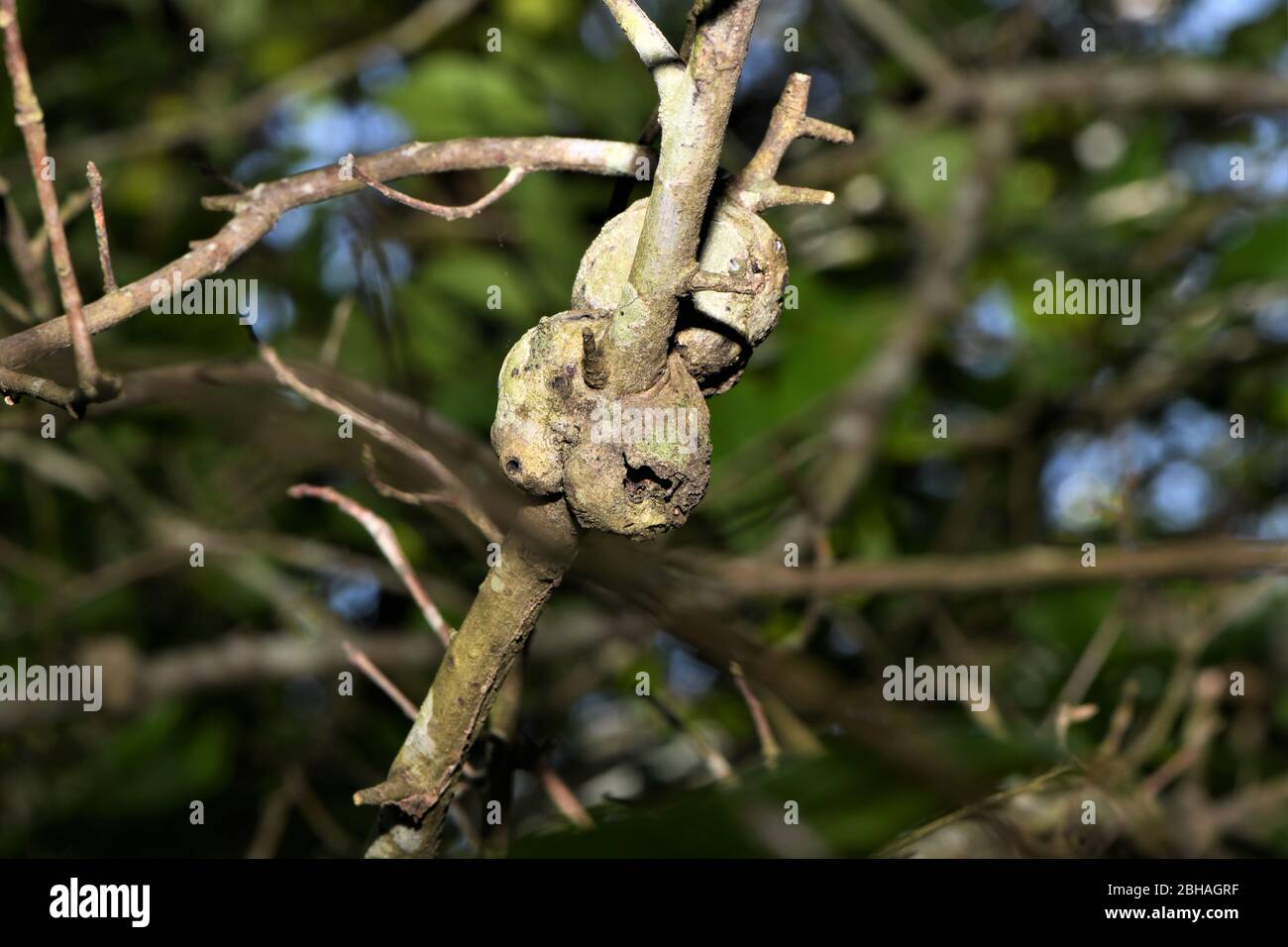 Tree galls hi-res stock photography and images - Alamy