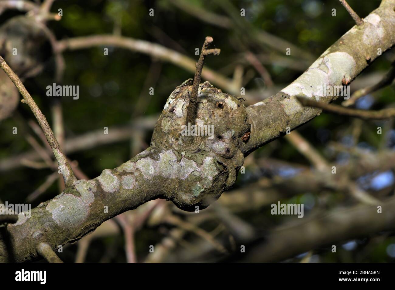 Tree galls hi-res stock photography and images - Alamy