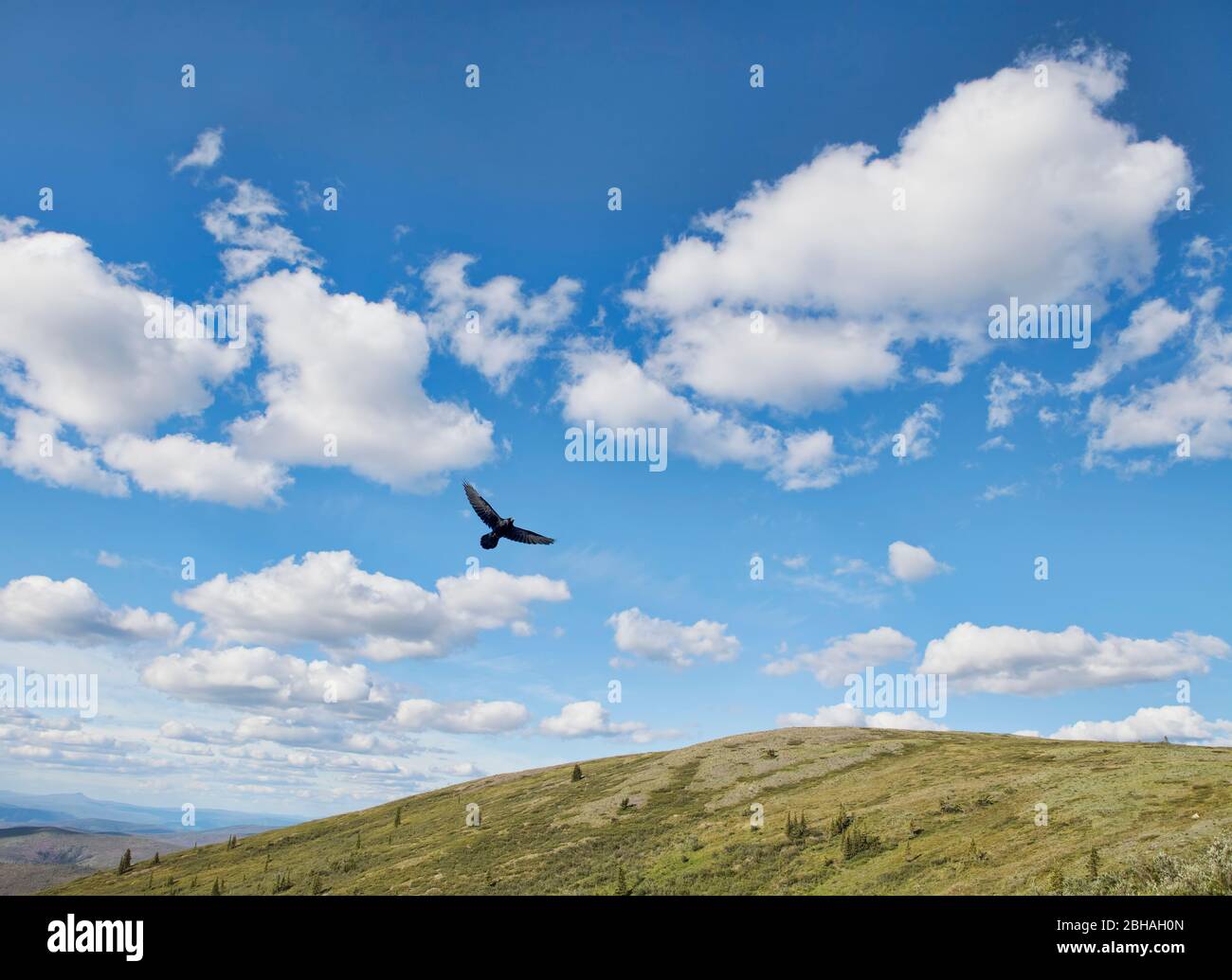 Raven flying over a landscape with a grassy hill in Yukon, Canada in ...
