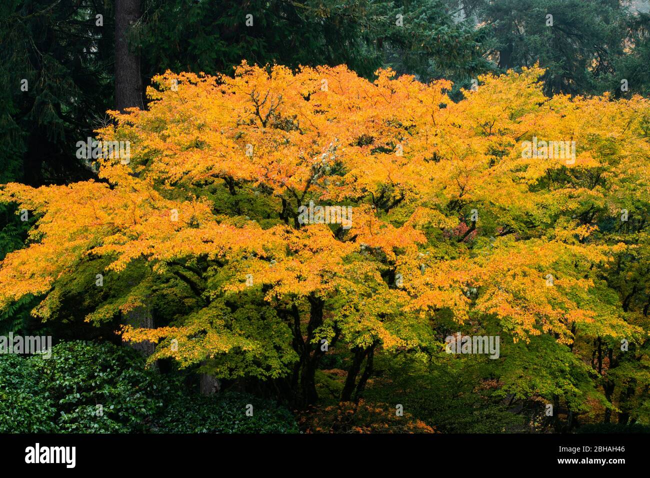 Deciduous trees in garden hi-res stock photography and images - Alamy