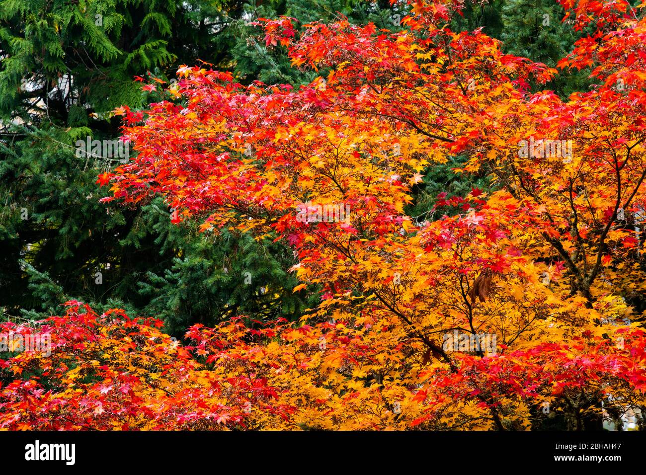 Trees in autumn in Japanese garden, Portland, Oregon, USA Stock Photo ...