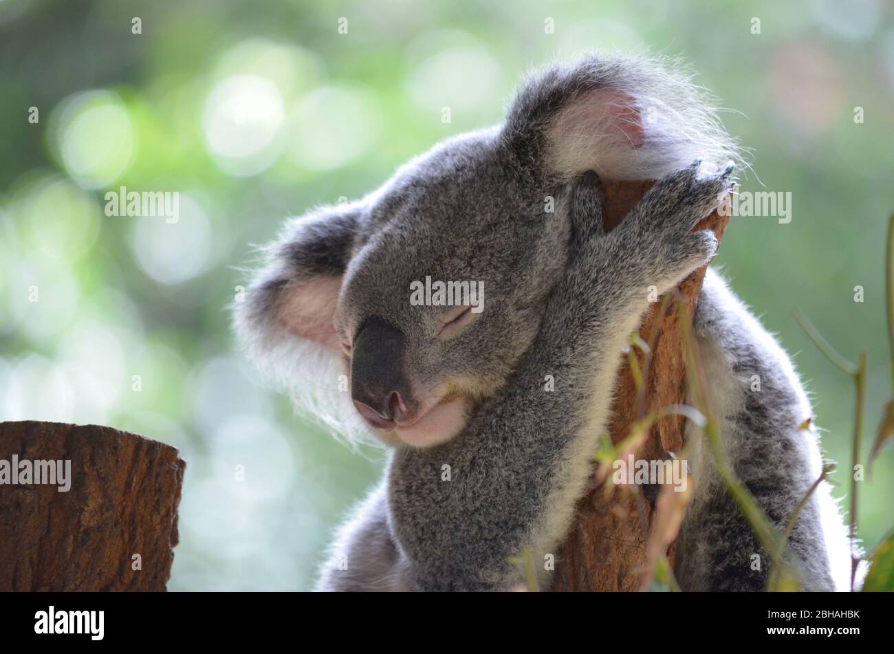 Baby koala hi-res stock photography and images - Alamy