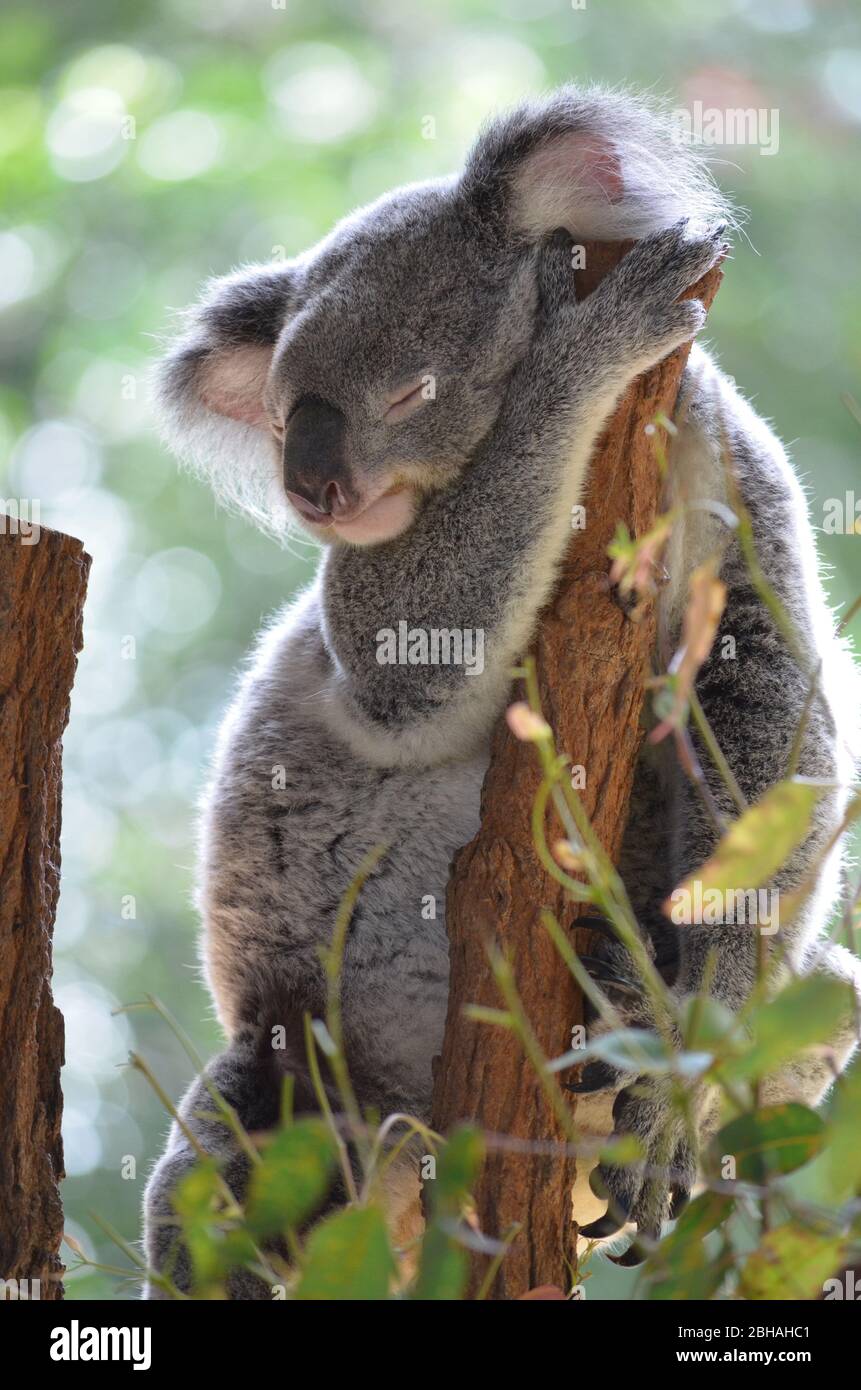 Cute koala white background hi-res stock photography and images - Alamy