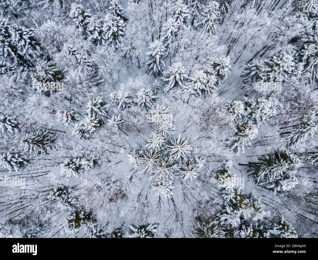 Overhead Canopy High Resolution Stock Photography and Images - Alamy