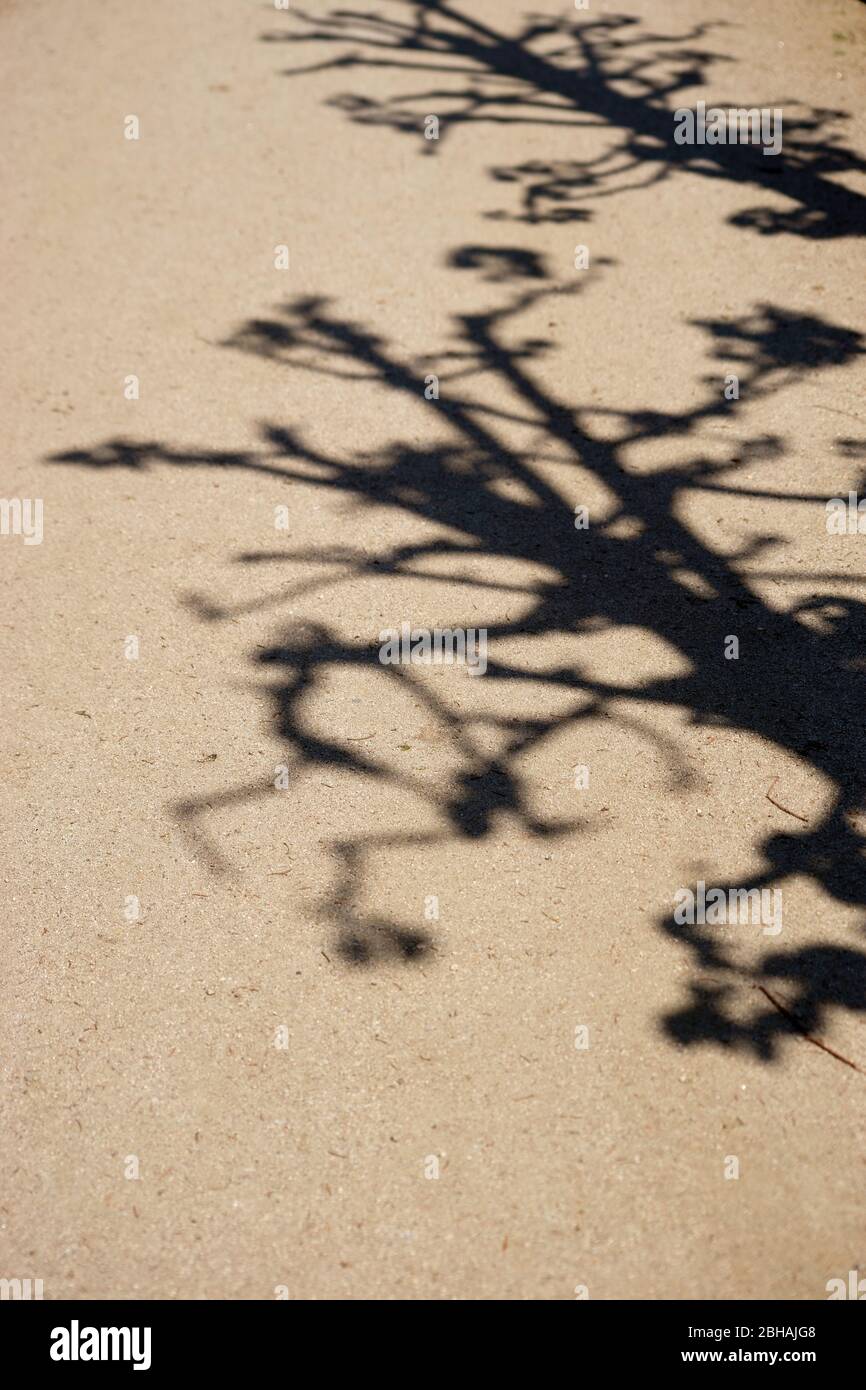 Shadows of branches hi-res stock photography and images - Alamy