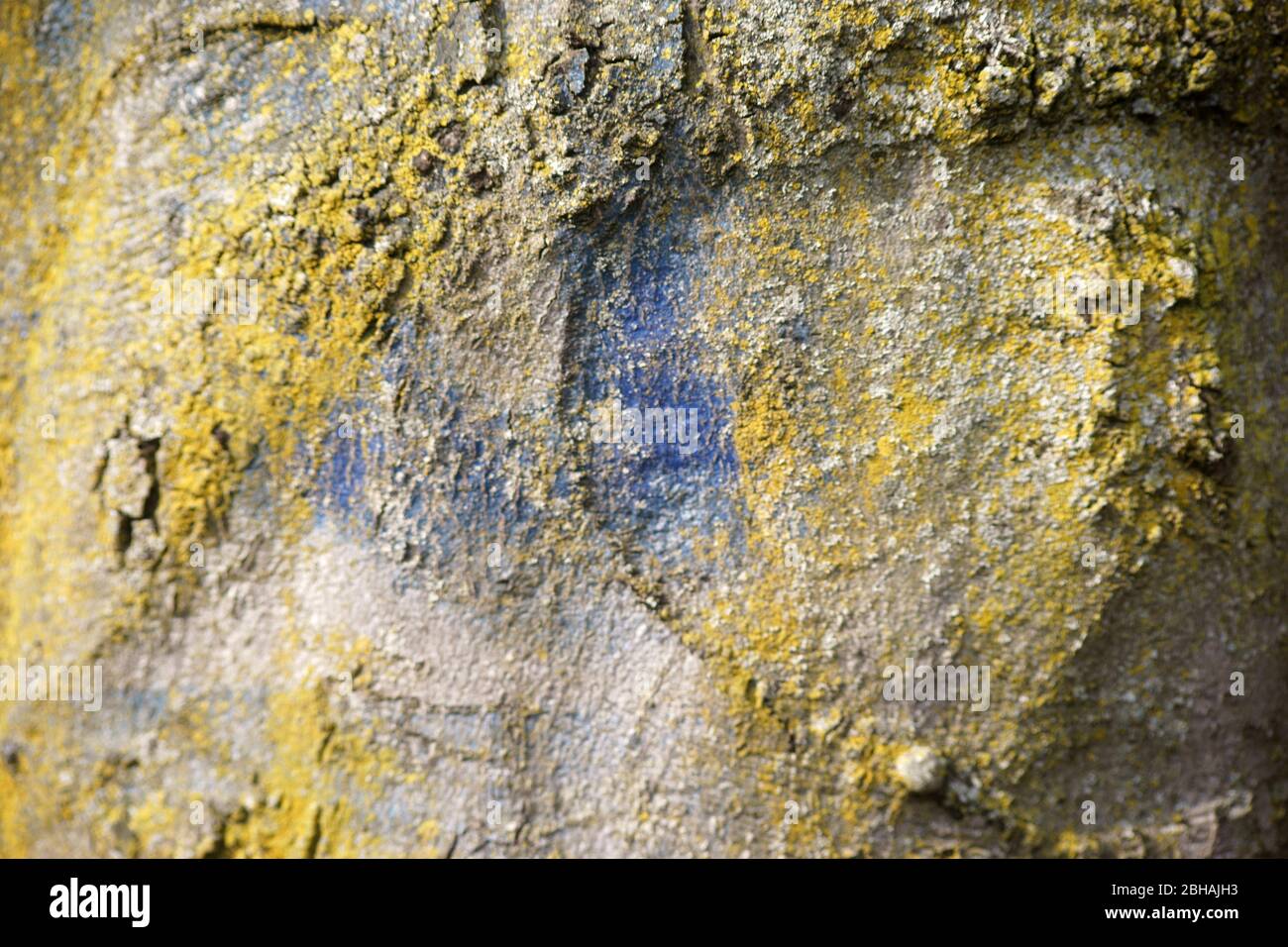 Algae on trees hi-res stock photography and images - Alamy