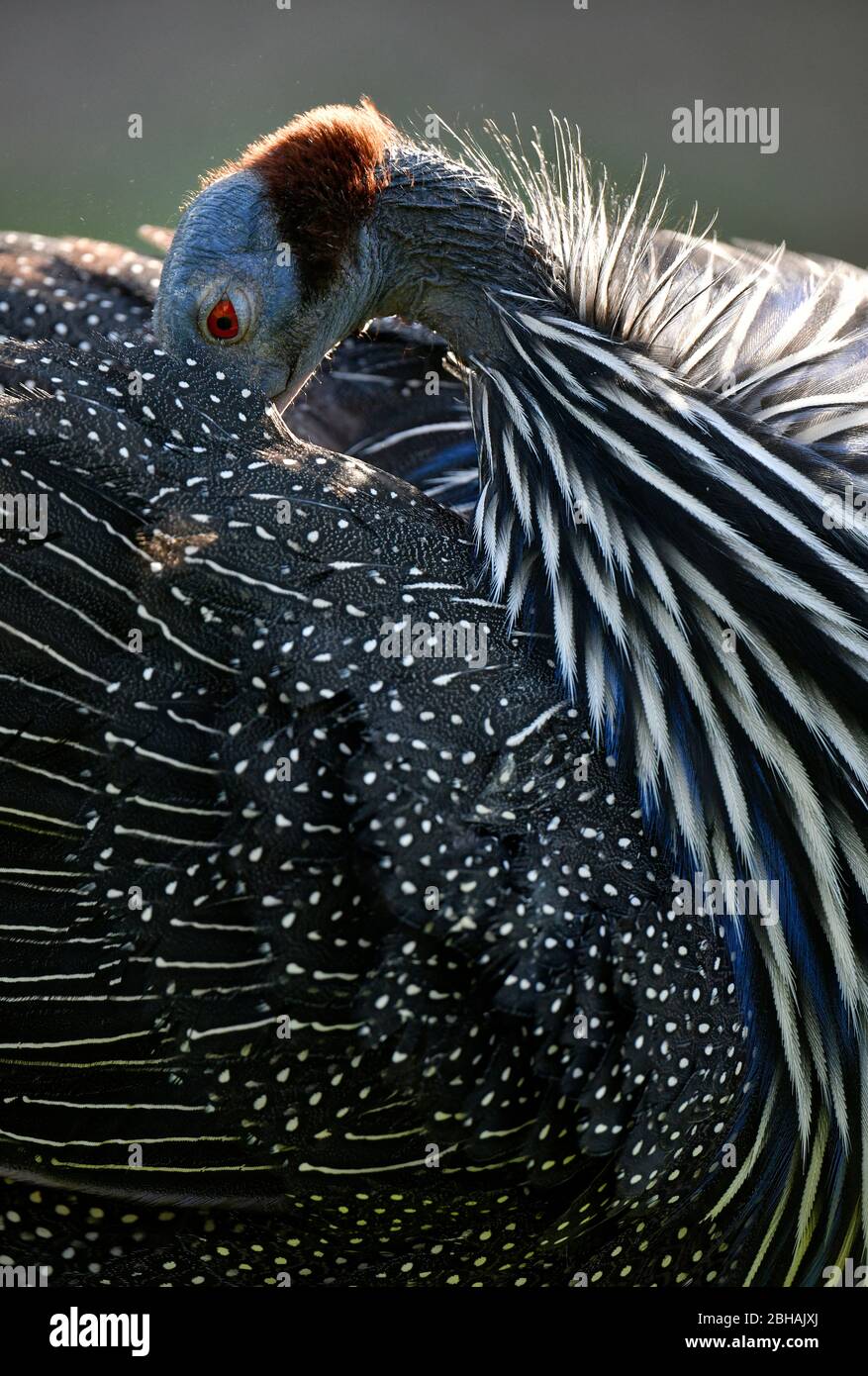 Vulture Guinea Fowl (Acryllium vulturinum), preening, captive, Germany ...