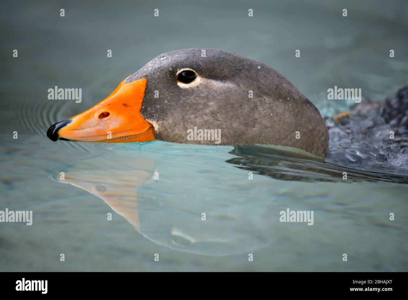 Aggressive duck hi-res stock photography and images - Alamy