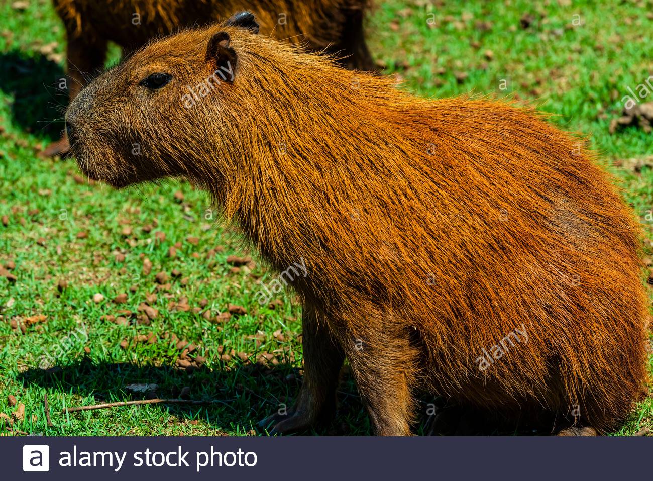 Capivara Stock Photos & Capivara Stock Images - Alamy