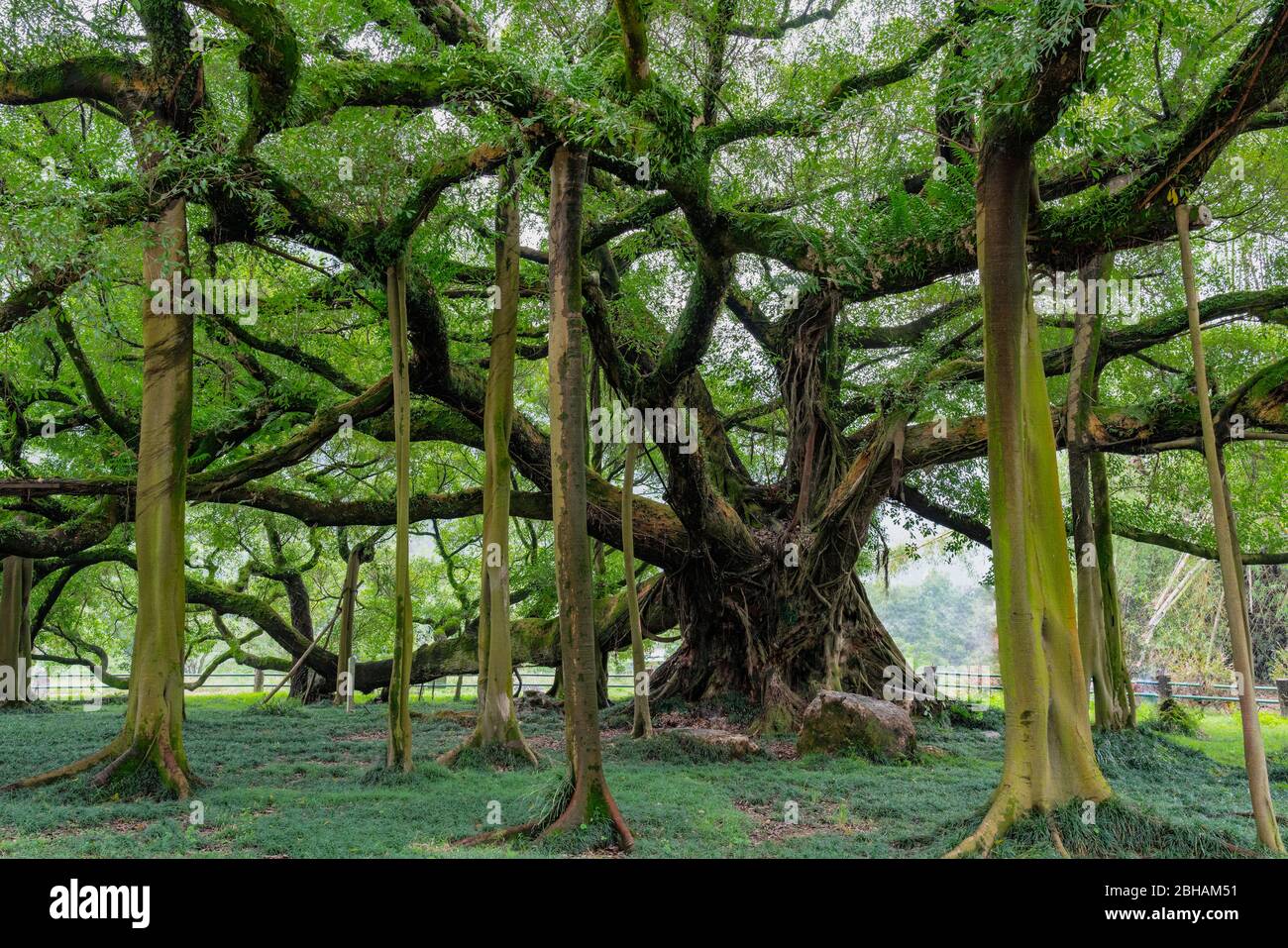 Peoples banyan tree hi-res stock photography and images - Alamy