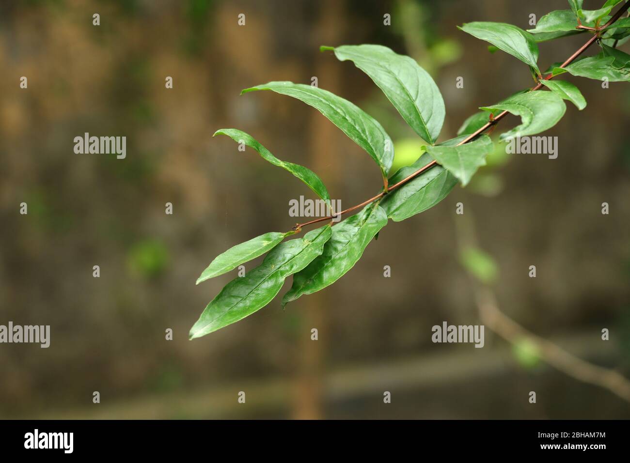Isolated Green pomegranate (Dalim) leaves on the tree with soft blur ...