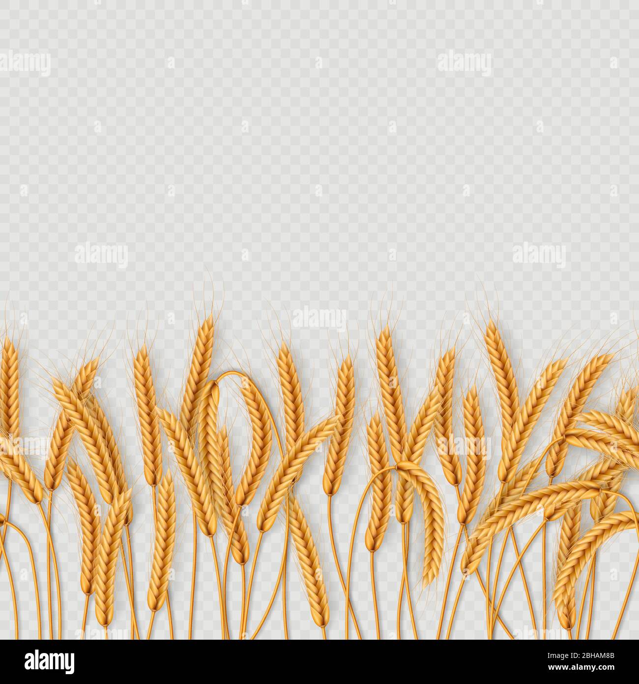Bunch of wheat ears, dried whole grains seamless realistic illustration ...