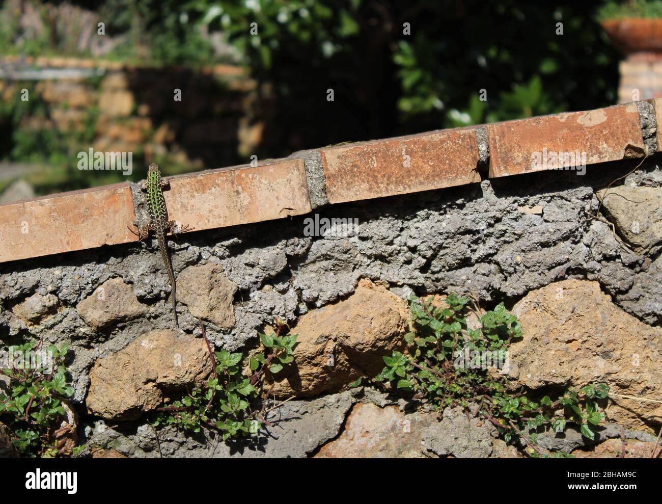 Italian wall lizard climbing a brick wall and peeking over it Stock ...